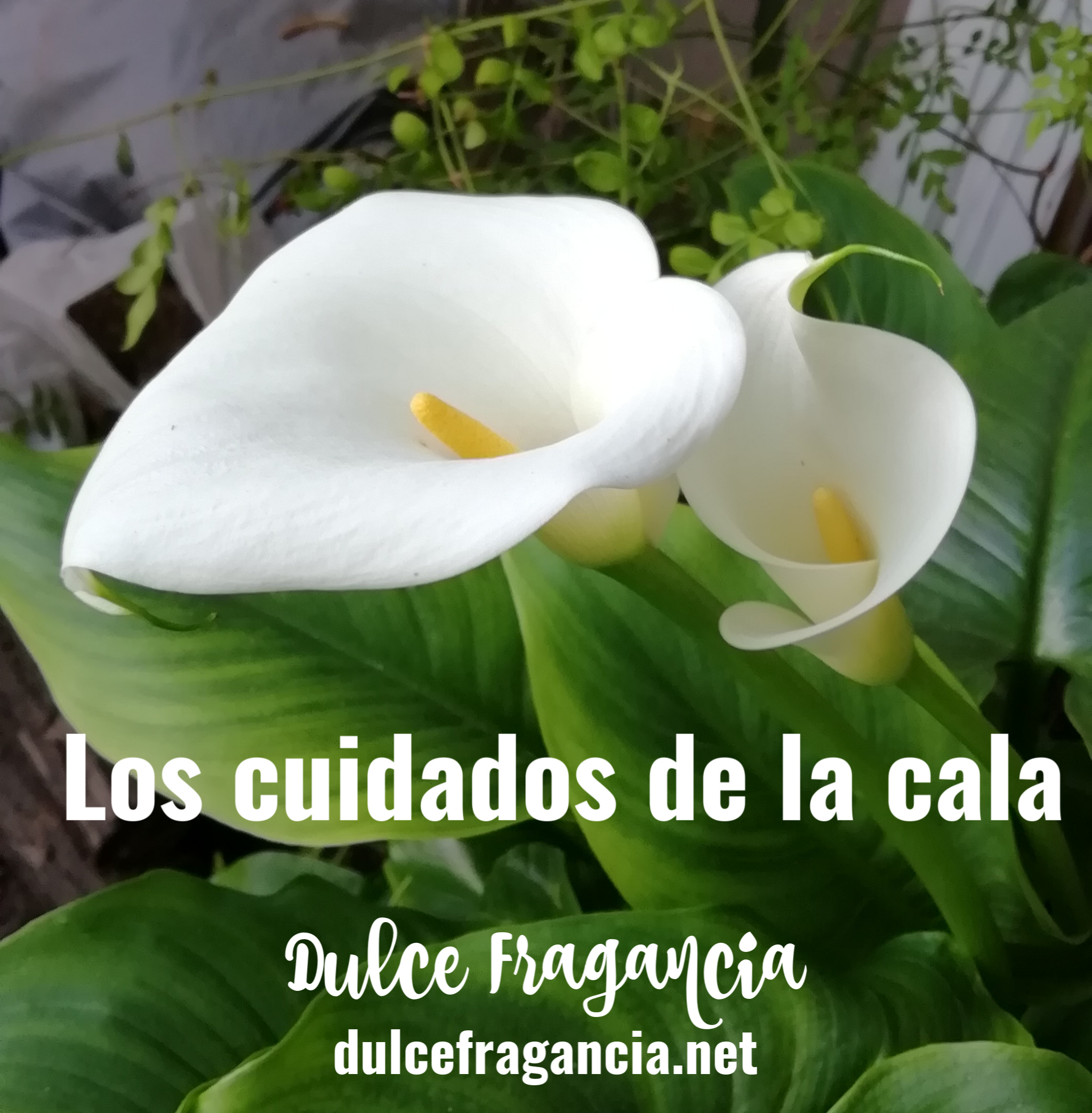 Cuidados de la cala – Dulce Fragancia